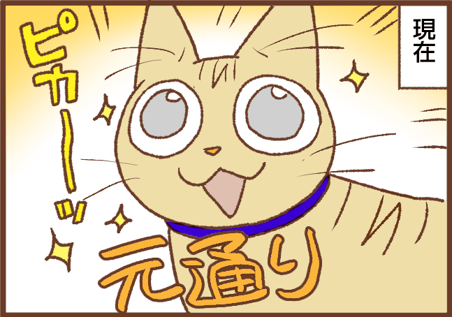 【吉川さん家の猫事情】#86話 シニア猫はいろいろありすぎる！（写真 7/8） - マンガ連載：吉川さん家の猫事情 - mimot.(ミモット)