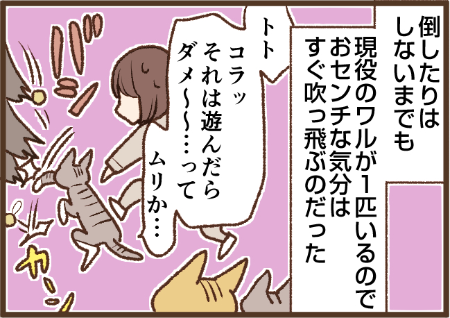 【吉川さん家の猫事情】#72話 クリスマスに大興奮！？（写真 8/8） - マンガ連載：吉川さん家の猫事情 - mimot.(ミモット)